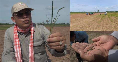 មន្ត្រីជំនាញ អះអាងថា ដំណាំស្រូវរបស់ពលរដ្ឋក្នុងខេត្តសៀមរាបដែលរងគ្រោះដោយសារដង្កូវហ្វូង