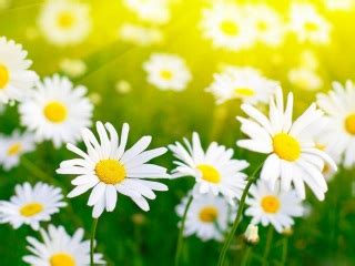 NodeMCU ESP ILI TFT SPIFFS Easy Image Storage And Display Page Displays