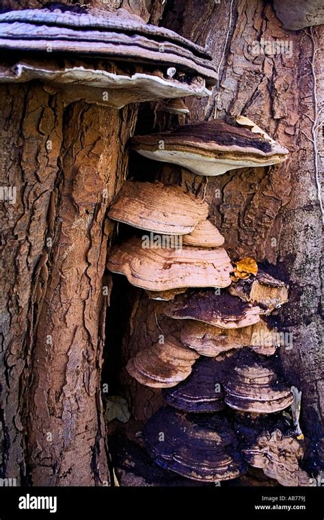 Close Up Of Fungi Growing On Tree Stock Photo Alamy
