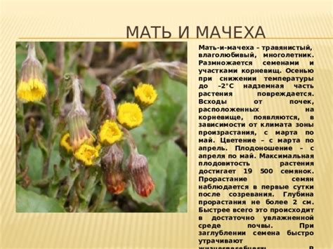 Первоцветы , разновидности и способы их посадки.