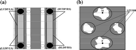 different ratios of coloration pattern in hirudo orientalis dorsal