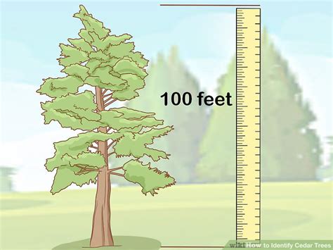 4 Ways To Identify Cedar Trees Wikihow