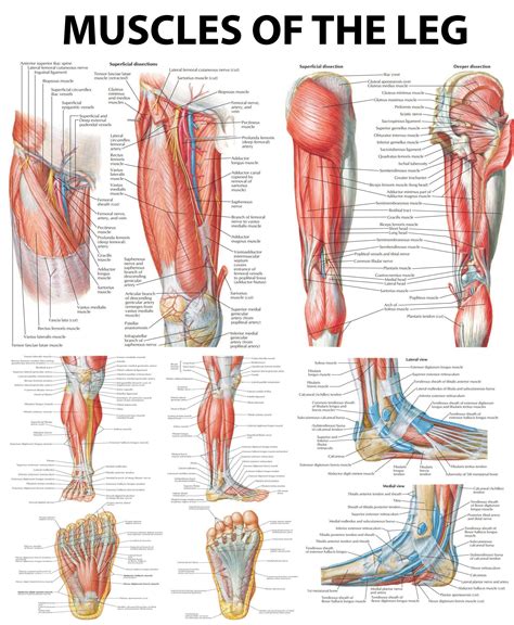 Poster Anatomique Muscles De La Jambe Présentation Détaillée De L
