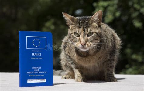 Cat With Pet Passport Editorial Photography Image Of French 57488212