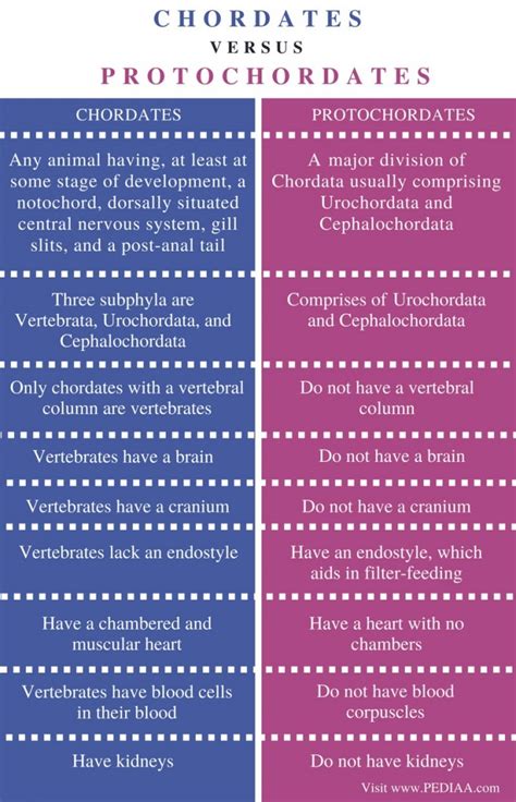 Difference Between Chordates And Protochordates Pediaa Com