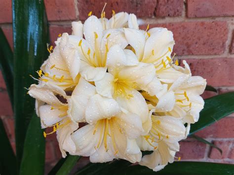 Helios X Appoline Cliviamart Helios X Appoline Cliviamart