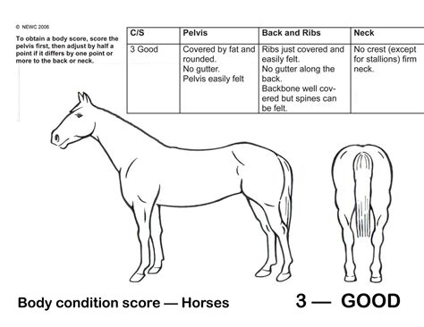Equine Body Condition Score Chart - HorsePlay.ie
