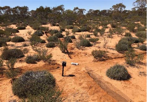 Deep Yellow Limited Asxdyl Mulga Rock Sandhill Dunnart Conservation