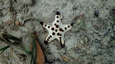 Protoreaster Nodosus Horned Sea Star Snorkeling Report