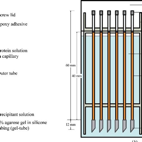 Crystallization Devices Used For The Counter Diffusion Experiments In Download Scientific