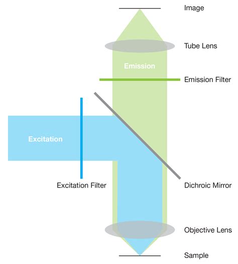 Widefield Fluorescence Microscopy What You Need To Know Scientifica