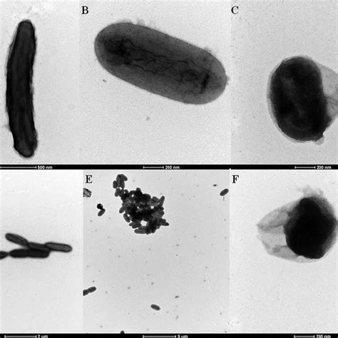 Cell Morphology Of The Geobacter Sulfurreducens Under Acetate Limiting Download Scientific