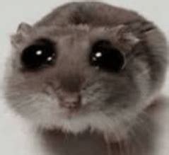 Sad Hamster Meme Sad Hamster Descubrir Y Compartir S