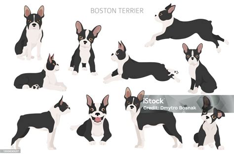 보스턴 테리어 클립아트 다른 포즈 세트 성인 및 보스턴 테리어 강아지 보스턴테리어에 대한 스톡 벡터 아트 및 기타 이미지