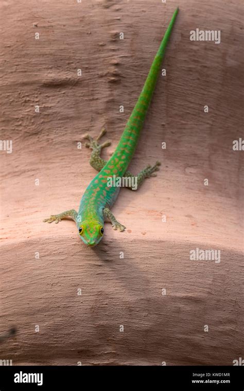 Seychelles Day Gecko Phelsuma Astriata Astriata Gekkonidae