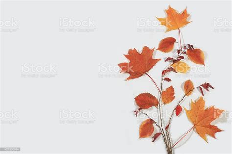 단풍 나무와 아스펜 잎이있는 가을 추상적 인 구성 안녕하세요 가을의 개념 추수 감사절과 계절 배경 배너 또는 스플래쉬 감사에