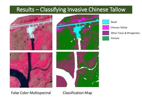 Classifying Common Wetland Plants Using Hyperspectral Data To Identif