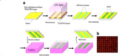 Schema Of Cell Transfer Technology A Procedure Of Cell Transfer