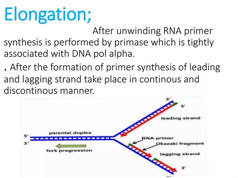 dna replication in eukaryotes pptx