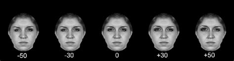 selected images from a test continuum test continua contained 11