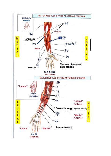 Muscles Pt 11 Diagram Quizlet