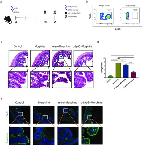 Morphine Induced Tissue Neutrophil Infiltrates Cause Tissue Disruption