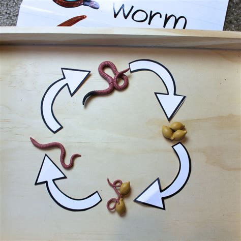 Life Cycle Of A Worm Educational Science Toy Safari Ltd® Safari Ltd®