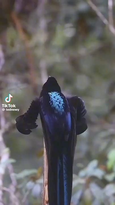 Anjum Khan Posted On Linkedin