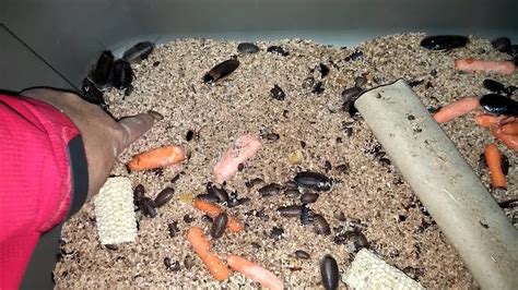 Dubia Roach Update Youtube