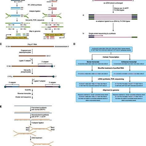 Different Methods Of Template Preparation For Strand Specific Rna Seq