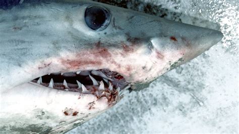 Shortfin Mako Shark Teeth
