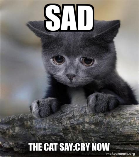 Sad The Cat Saycry Now Confession Cat Meme Generator