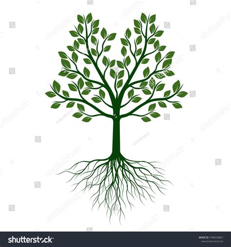 Green Tree Leaves Roots Vector Outline Stock Vector Royalty Free 1998530867 Shutterstock