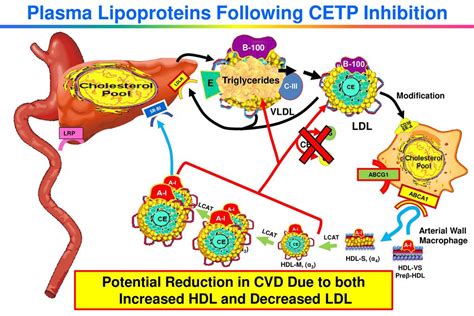 Update On Clinical Trials With Novel Cetp Inhibitors To Raise Hdl