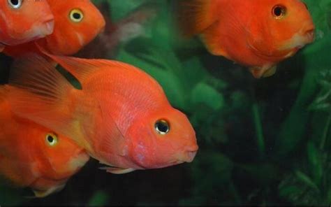 紅彤彤的觀賞魚——血鸚鵡 每日頭條