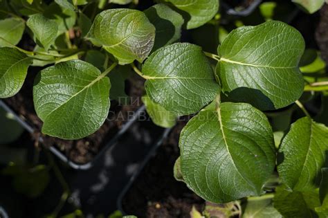 Ива курильская 🌿 по цене от 1100 ₽ купить саженцы в питомнике растений ...