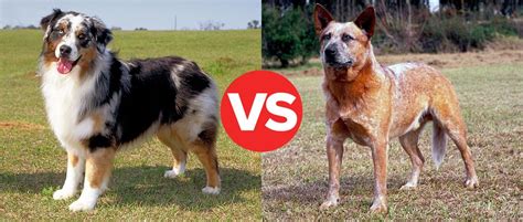 Whats The Difference Between The Australian Shepherd And The