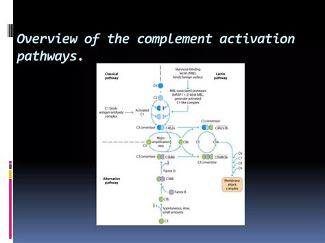complement system ppt