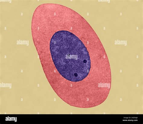 Human Polychromatic Erythroblast Normoblast Coloured Transmission