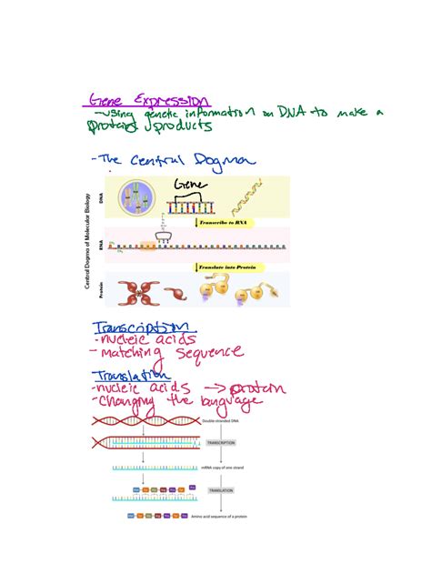 Genome Expression Notes From Dr Gwen Strand Gene Expression Using