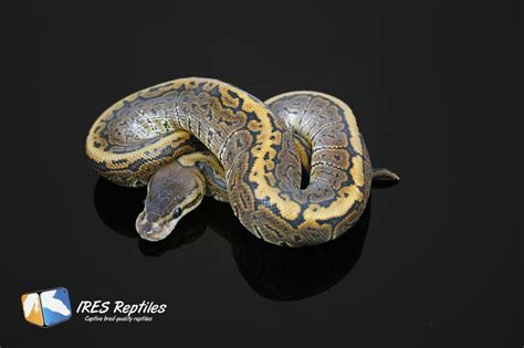 Ball Python Python Regius Black Pinstripe
