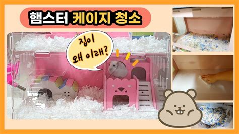 햄스터 케이지 청소 용품 리뉴얼 YouTube
