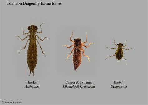 Insect Larvae Identification Guide