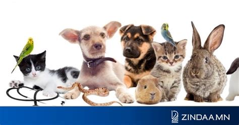 Гэрийн тэжээвэр амьтны тухай хуулийн төслийг хэлэлцэж эхэллээ