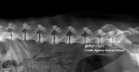 X Ray Of The Lumbal Spine Of A Dog With Spondylosis Deformans On