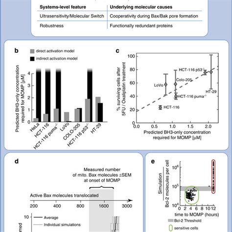 Systems Analysis Of The Apoptosis Execution Phase A Simplified Download Scientific Diagram