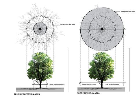 Dimensions Of A Tree In Plan
