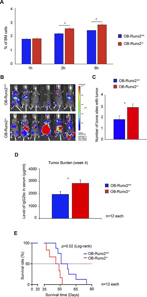 Runx2 Deficiency In Osteoblasts Promotes Myeloma Progression By Altering The Bone