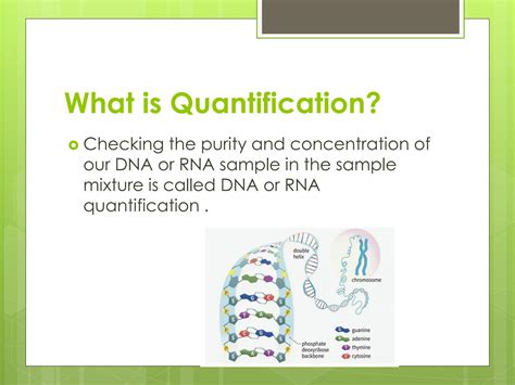 Solution Quantification Of Rna And Dna Studypool