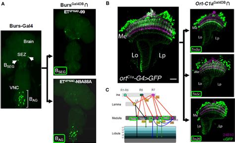 Cell Type Specific Expression Achieved With Split Gal4 A The Bag And